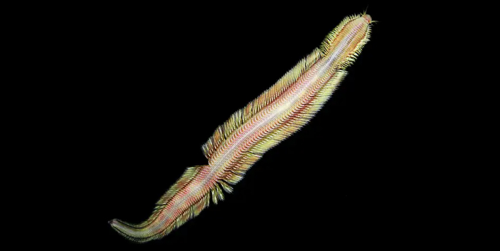 Hallan extraño gusano que vive en lo profundo del mar - Notiespartano