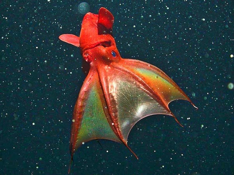 Se hace viral el calamar vampiro - Notiespartano