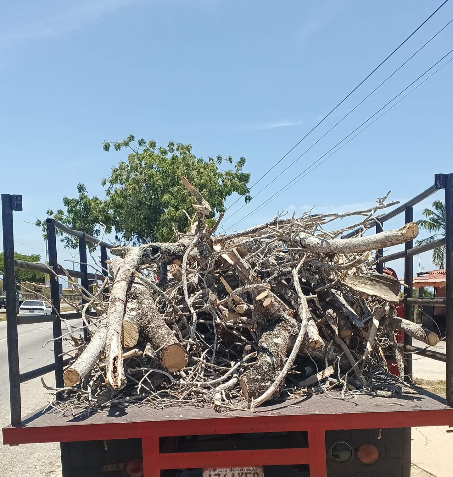 Instituto Municipal del Ambiente de Maneiro prepara reforestación en ...